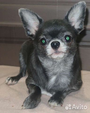 Взрослая девочка чихуахуа