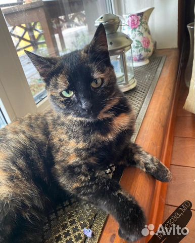 Богиня Бастет ищет семью