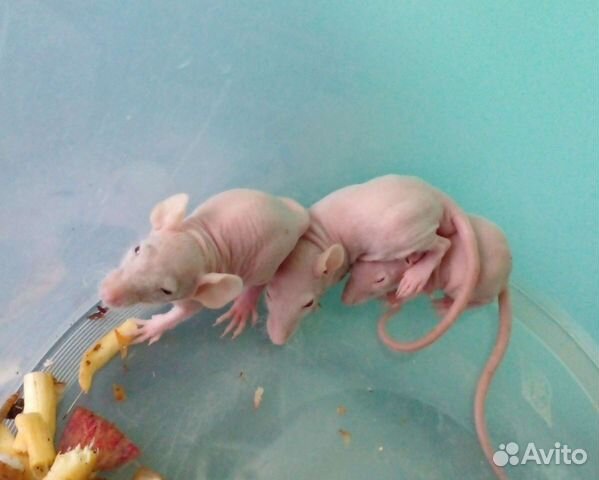 Крысята Сфинкс Рекс дамбо