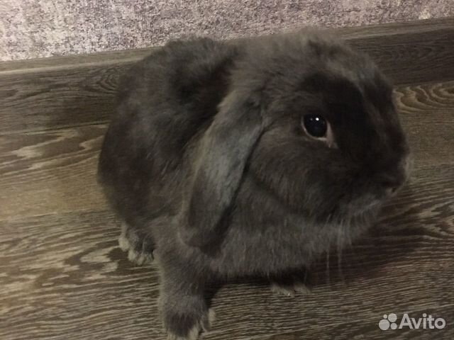 Кролик карликовый вислоухий баран