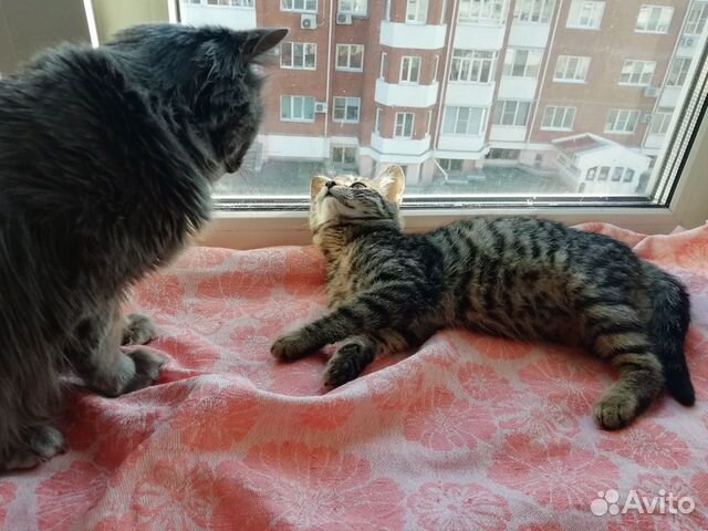 Котенок подкидыш ищет дом