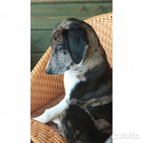 Щенок метис дога и гончей 5 месяцев