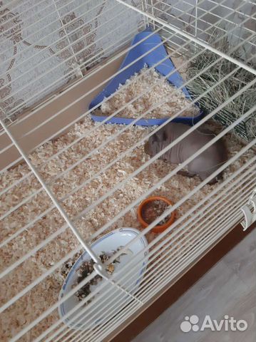 Морская Свинка скинни (с клеткой)