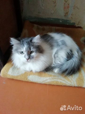 Милая кошечка