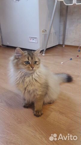 Британские котята