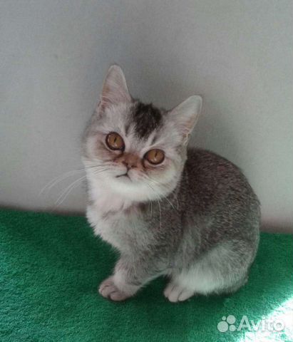 Котик британский серебристо затушеваннвй