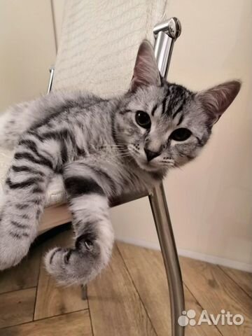 Ласковый Артюша 4,5 м вискасно-серебристого окраса