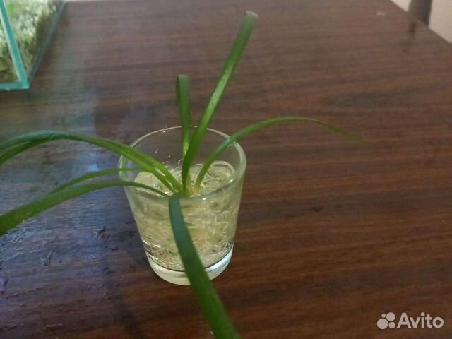 Сагиттария карликовая