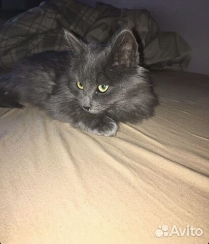 Кот Нибелунг