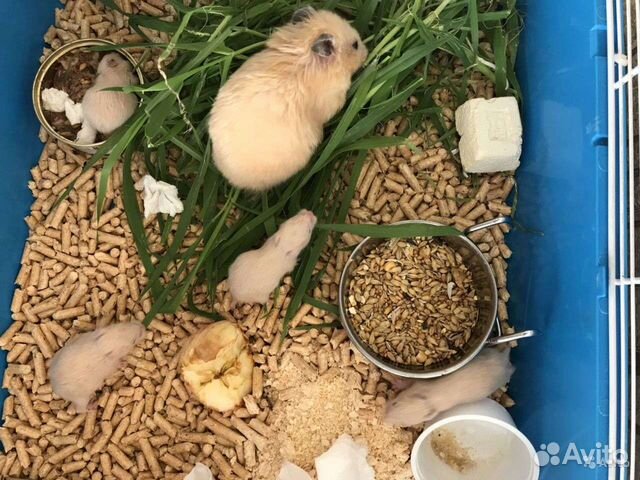 Сирийские хомячки /питомник
