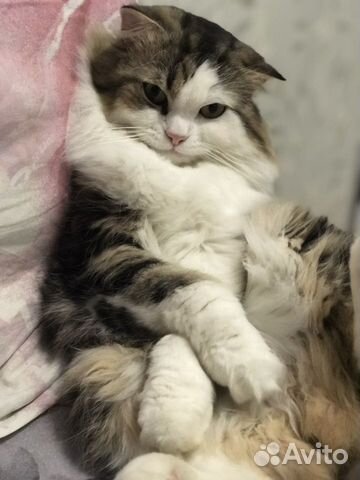 Вязка с шотландским длинношерстным котом