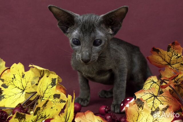 Ориентальное облачко