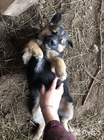 Отдам щенков в добрые руки бесплатно
