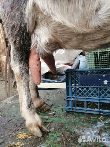 Зааненские козы дойные