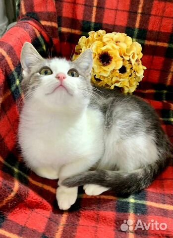 Котёнок "Шипик" 4 месяца (кот)