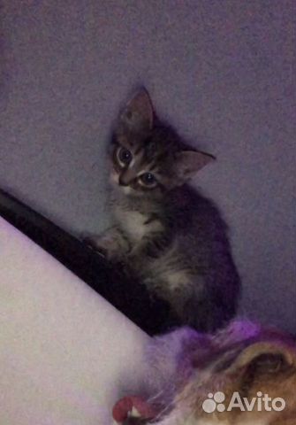 Отдам котенка в добрые руки,девочка