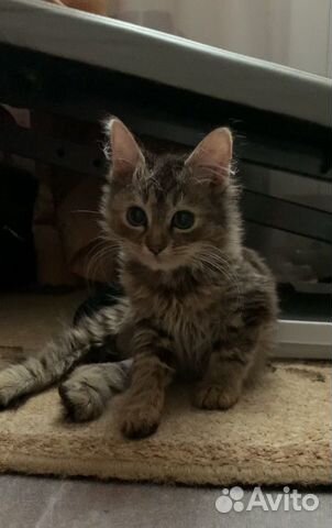 Котята в добрые руки бесплатно