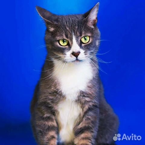 Кот с очень красивым окрасом и глазами