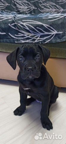 Щенки Кане корсо