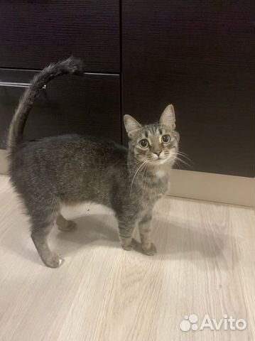 Отдам кота в хорошие руки