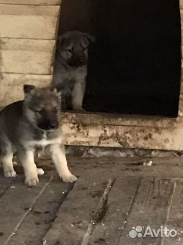 Отдам щенков в добрые руки бесплатно