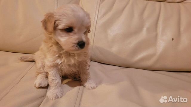 Мальчик и девочка мальтипу