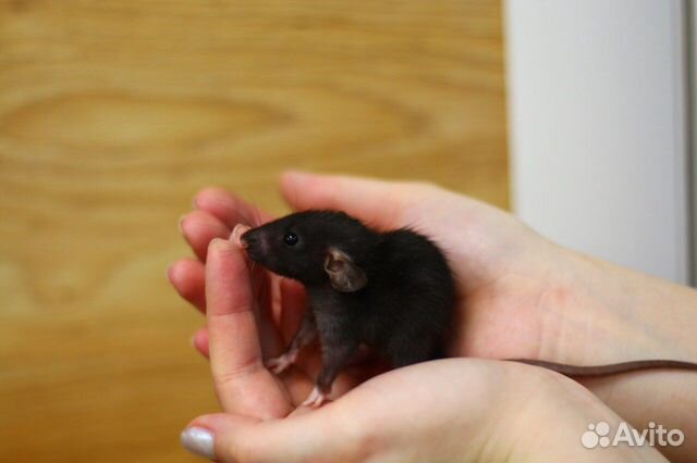 Малыши крысята