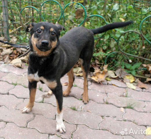 Щенок метис