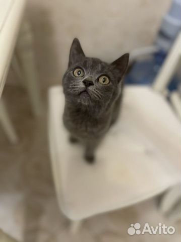 Котик - от голубой русской кошки 4,5 мес в Добрые