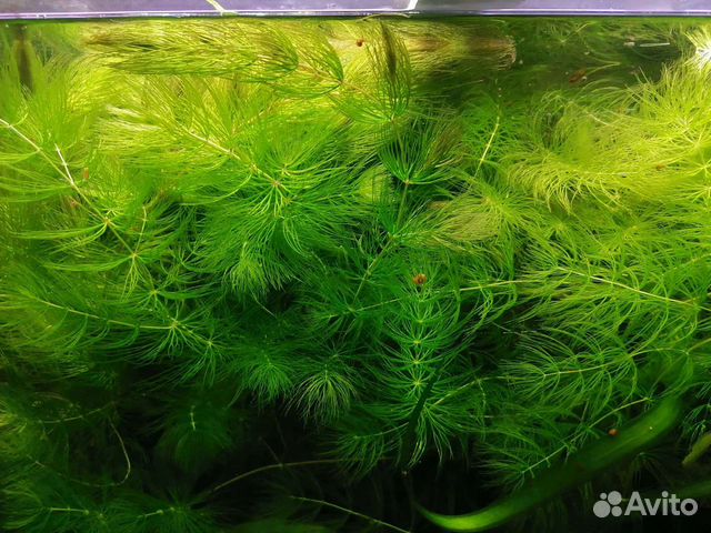 Роголистник