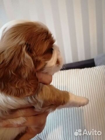 Кавалер Кинг Чарльз Спаниель Джони