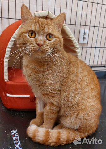 Коты в добрые руки