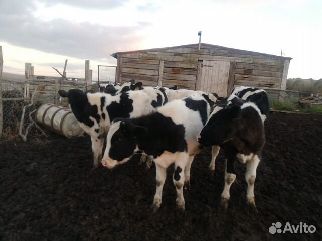Продам телят