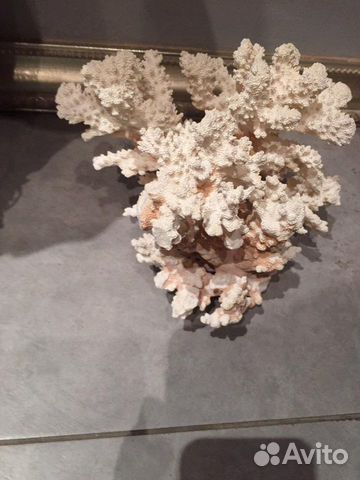 Корал и ракушки из Египта