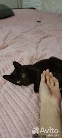 Котик