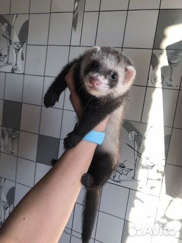 Хорек с приданым