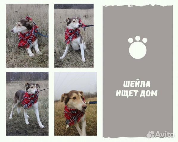 Шейла - собака красавица ищет дом