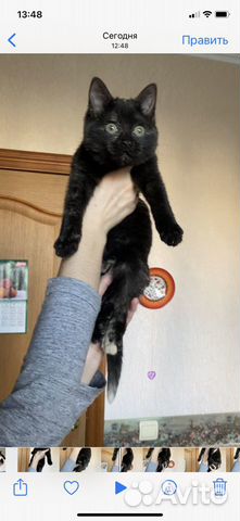 Кошки в добрые руки