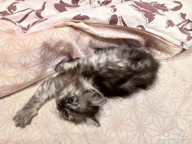 Котёнок, 2 месяца