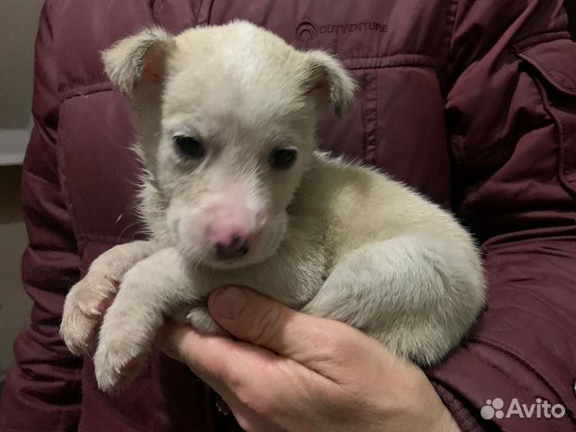 Щенок 1,5 мес будет по колено, мальчик и девочка