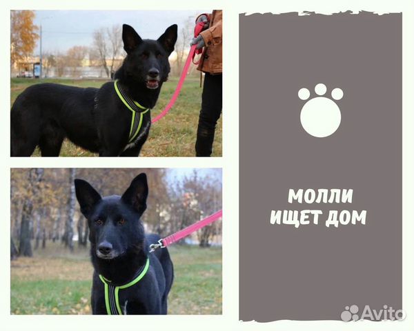 Молли - звездочка собака