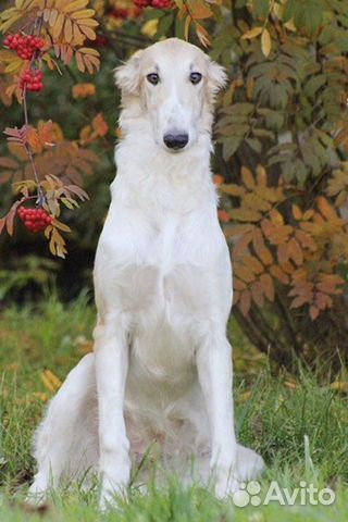 Русская псовая борзая