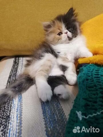 Персидская кошка