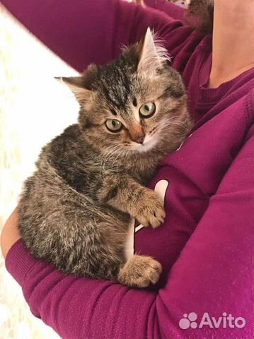 Котенок Василек 4 мес с доставкой