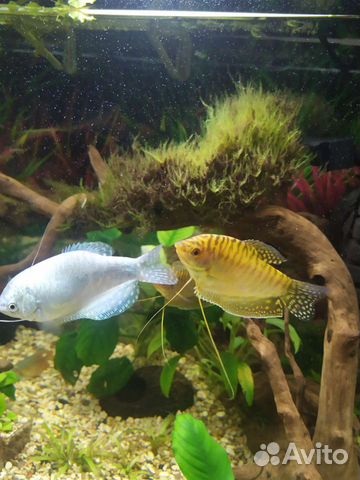 Гурами золотая и мраморная