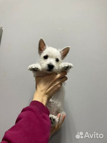 Вест хайленд вайт терьер