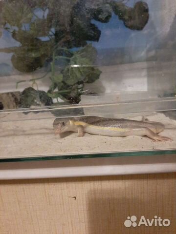 Ящерица"сцинк"