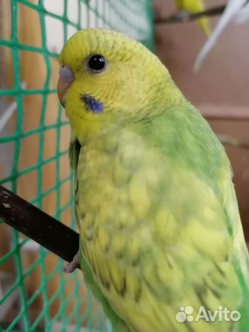 Волнистый попугай птенец. Самец