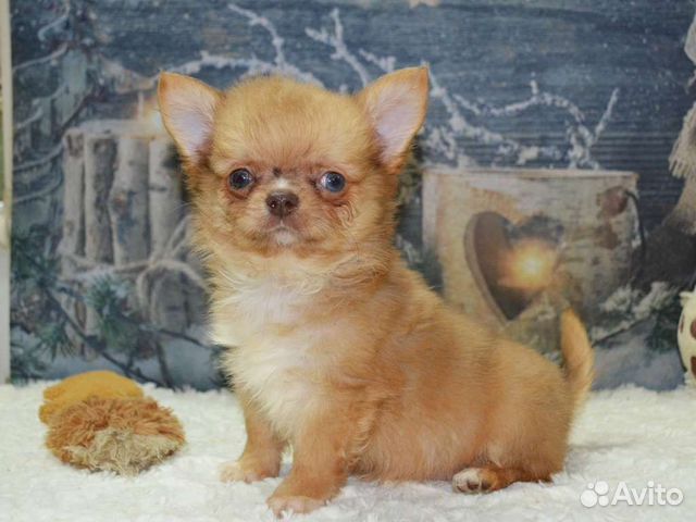 Очаровательный рыжик