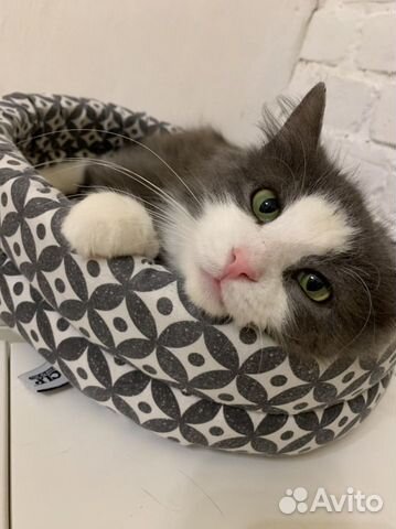 Кошечка Яся